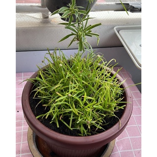 Jual rumput jukut pendul kemasan 100gram | Shopee Indonesia