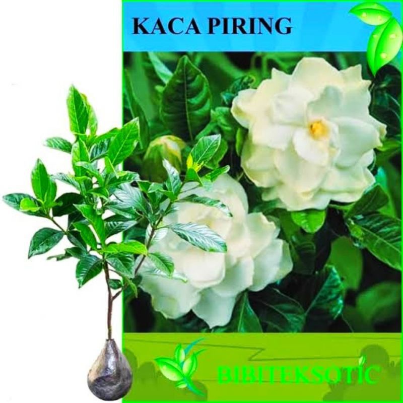 Jual pohon bunga melati pecah piring / pohon bunga kaca piring | Shopee ...