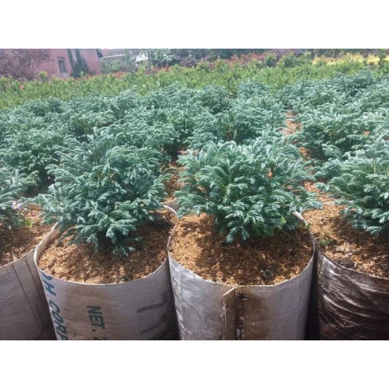 Jual TANAMAN CEMARA PERAK | Shopee Indonesia