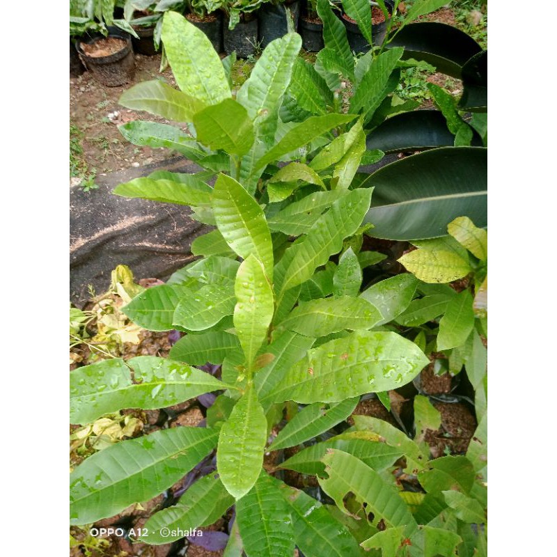 Harga jambu monyet mede Terbaru Jan 2026 | BigGo Indonesia