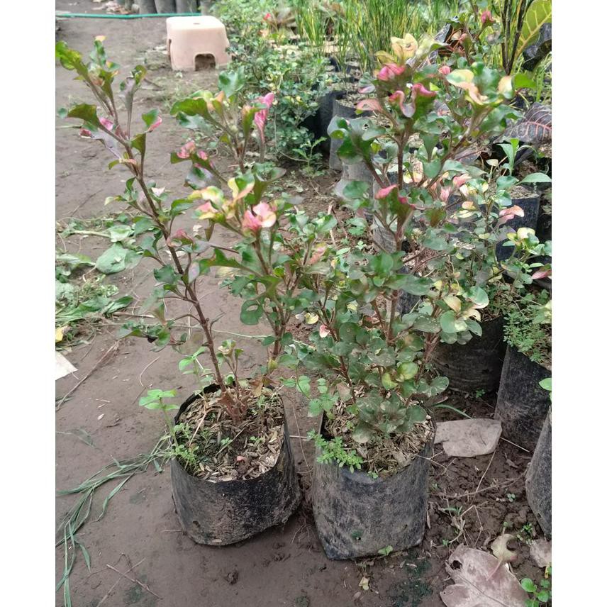 Jual Bibit Bunga Krokot Warna Merah | Shopee Indonesia