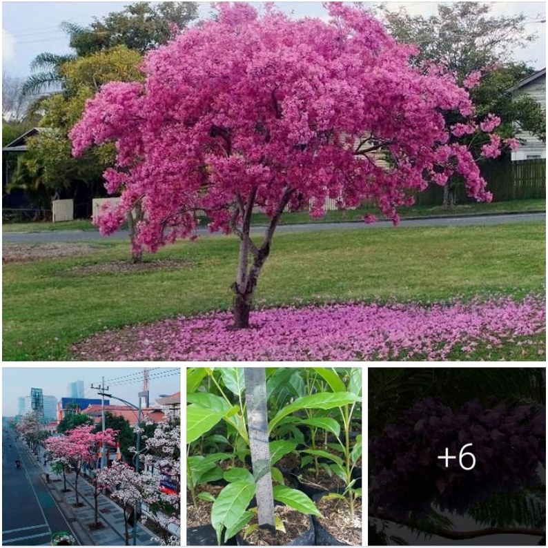 Jual bunga tabubuya | Shopee Indonesia