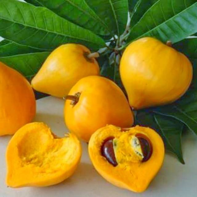 Jual Buah Alkesa 1 kg / Sawo Mentega / campoleh Indonesia|Shopee Indonesia