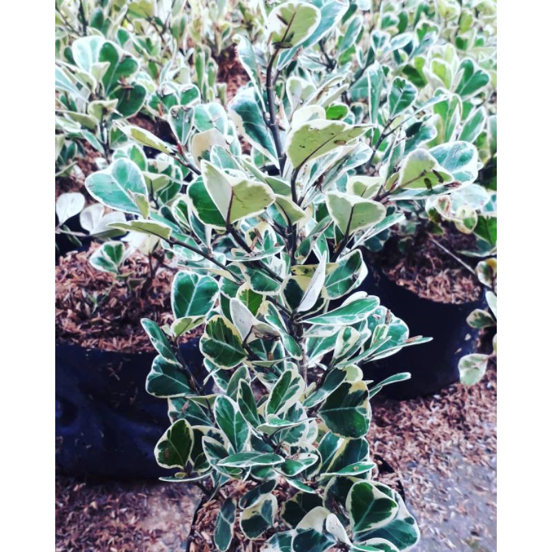 Jual Tanaman Ficus Triangularis Varigata - tanaman beringin kupu ...
