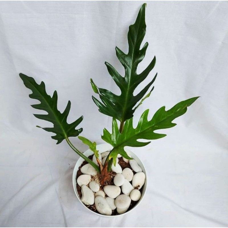 Jual PROMO ( BISA COD ) Tanaman Hias Philo Gergaji / Tanaman Hidup ...