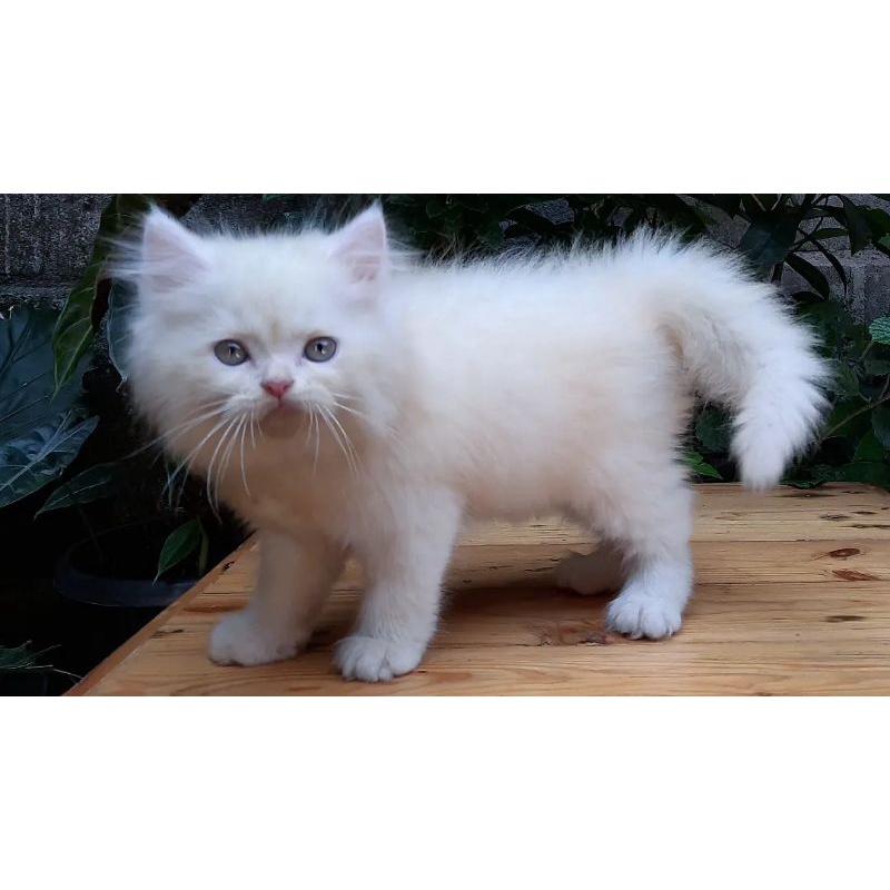 Kucing Persia Medium Putih