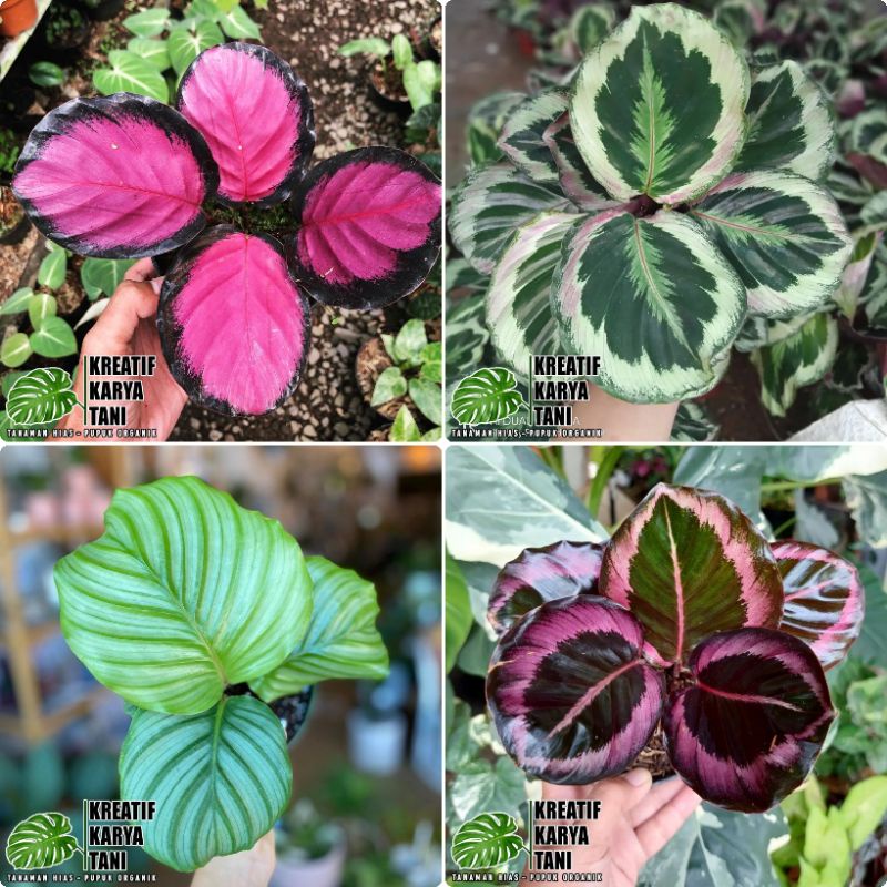 Jual Tanaman hias Calathea Orbifolia - Rotundifolia - Fasciata - Marion ...