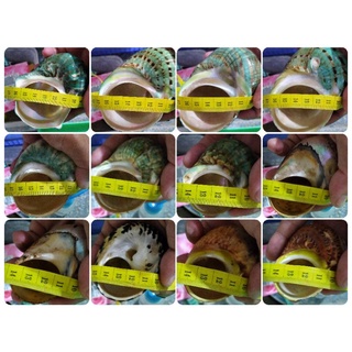 Jual Promo borongan cangkang kelomang umang shell hermit crab ...