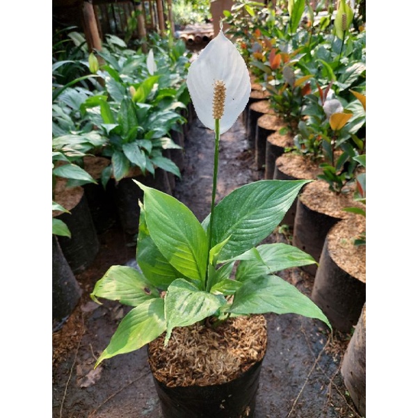 Jual tanaman bunga peace lily | Shopee Indonesia