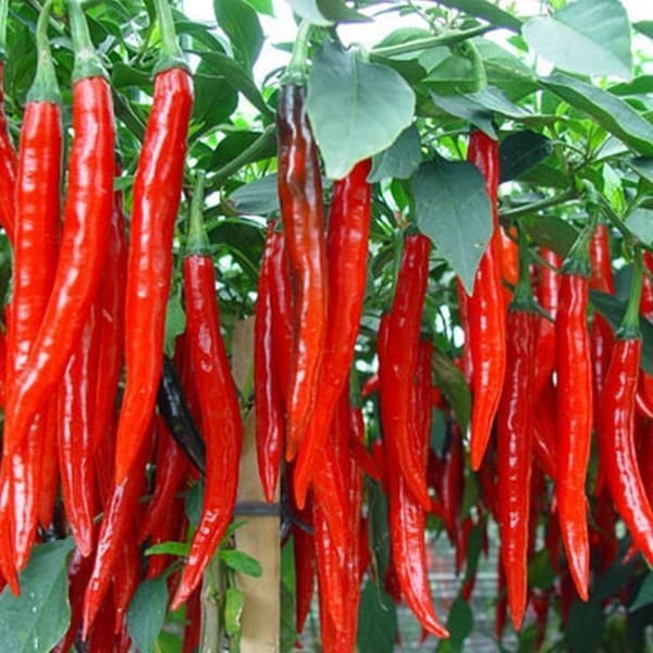 Jual Online Seeds 75 Benih Biji Cabe Cabai Lombok Gede Merah Beureum ...