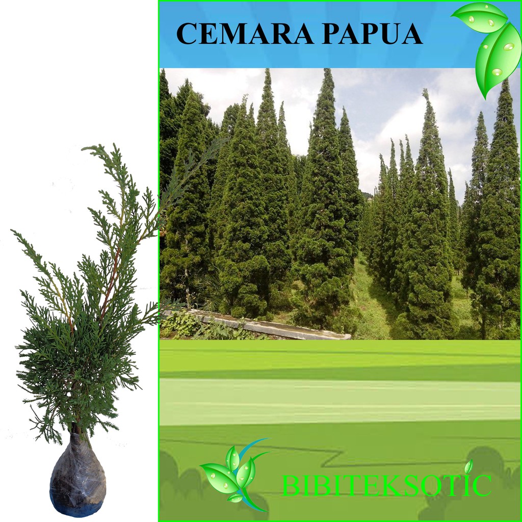 Jual Tanaman Cemara Papua / Pecut (Tinggi 30-50 cm) | Shopee Indonesia