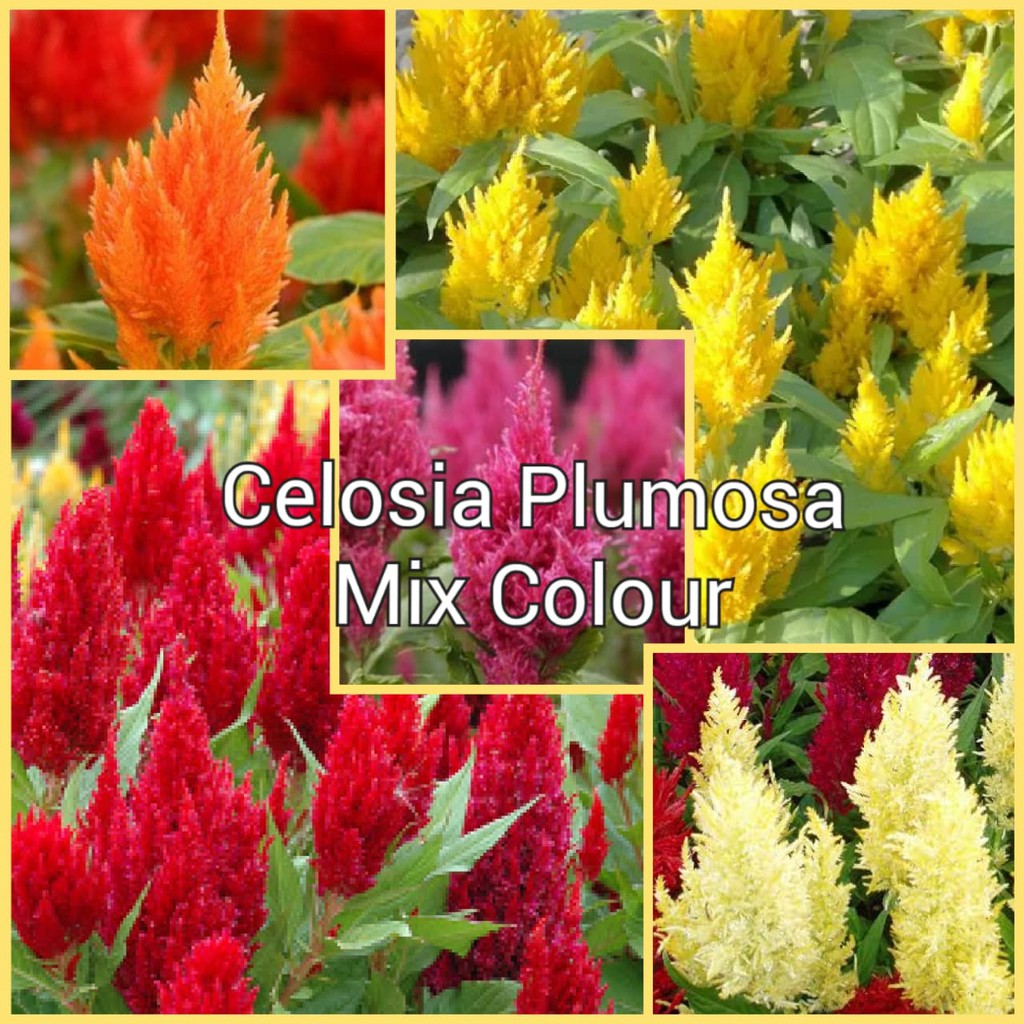 Jual BIJI BUNGA CELOSIA PLUMOSA PAMPASS PLUME MIX ISI 50 BIJI CELOSIA ...