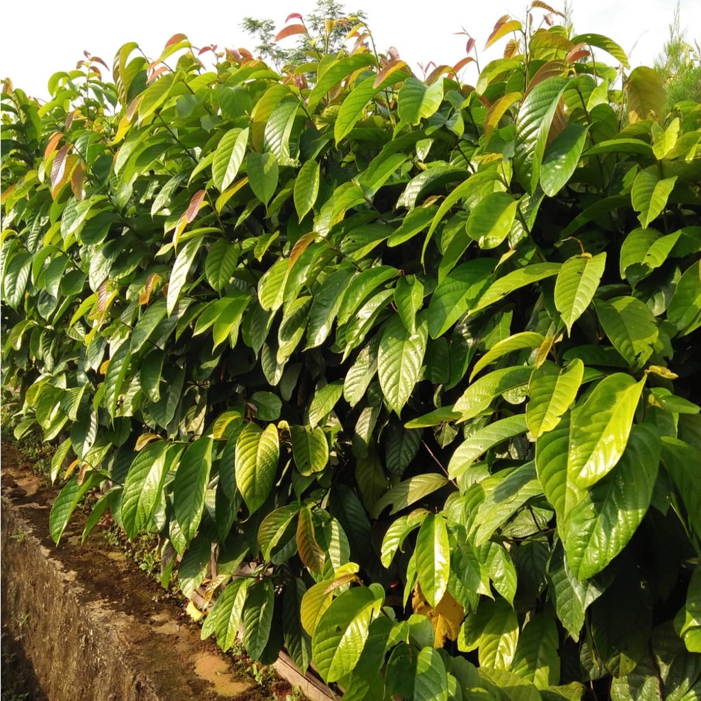 Jual Bibit Kayu Ulin Si Kayu Besi Dari Kalimantan Indonesia|Shopee ...