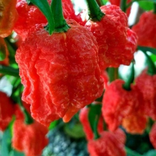 Jual Bibit Cabe Carolina Reaper Benih Cabai Terpedas DiDunia Indonesia ...