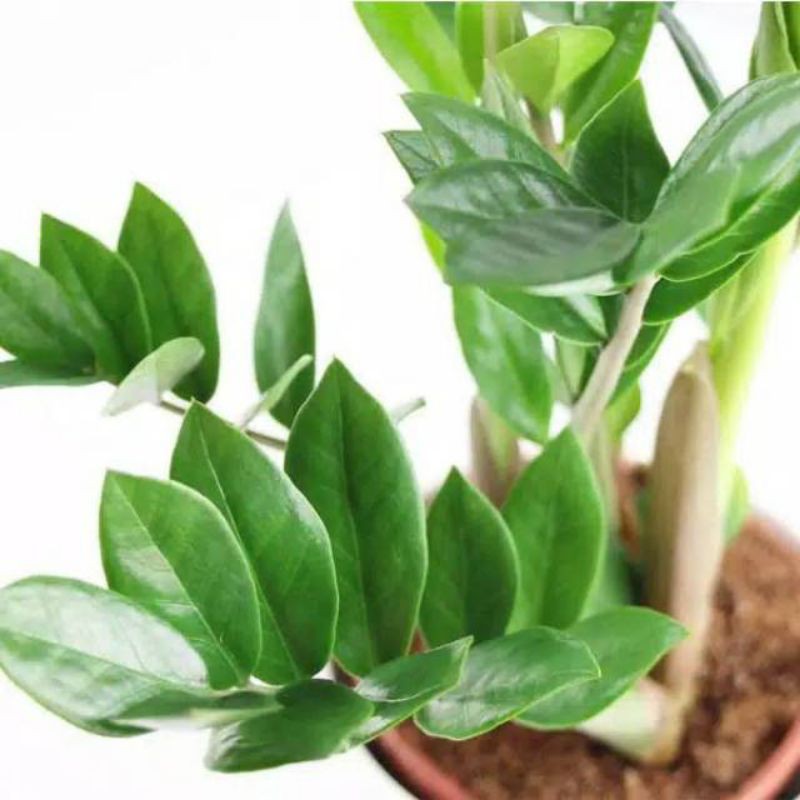 Jual Tanaman hias zamia / zamioculc as / tanaman dolar | Shopee Indonesia