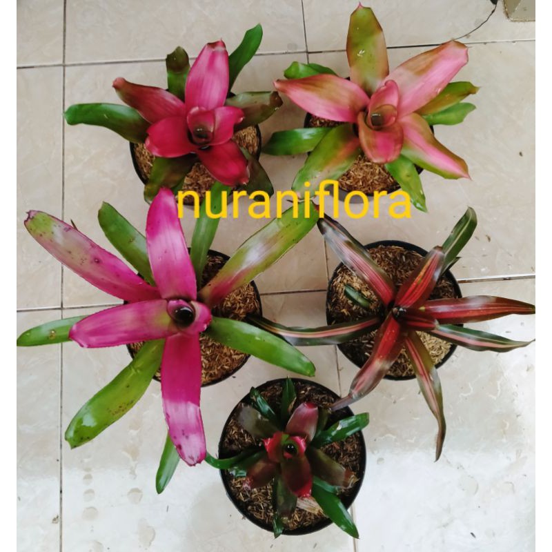 Jual Paket Murah Tanaman Bromelia 5 Jenis | Shopee Indonesia