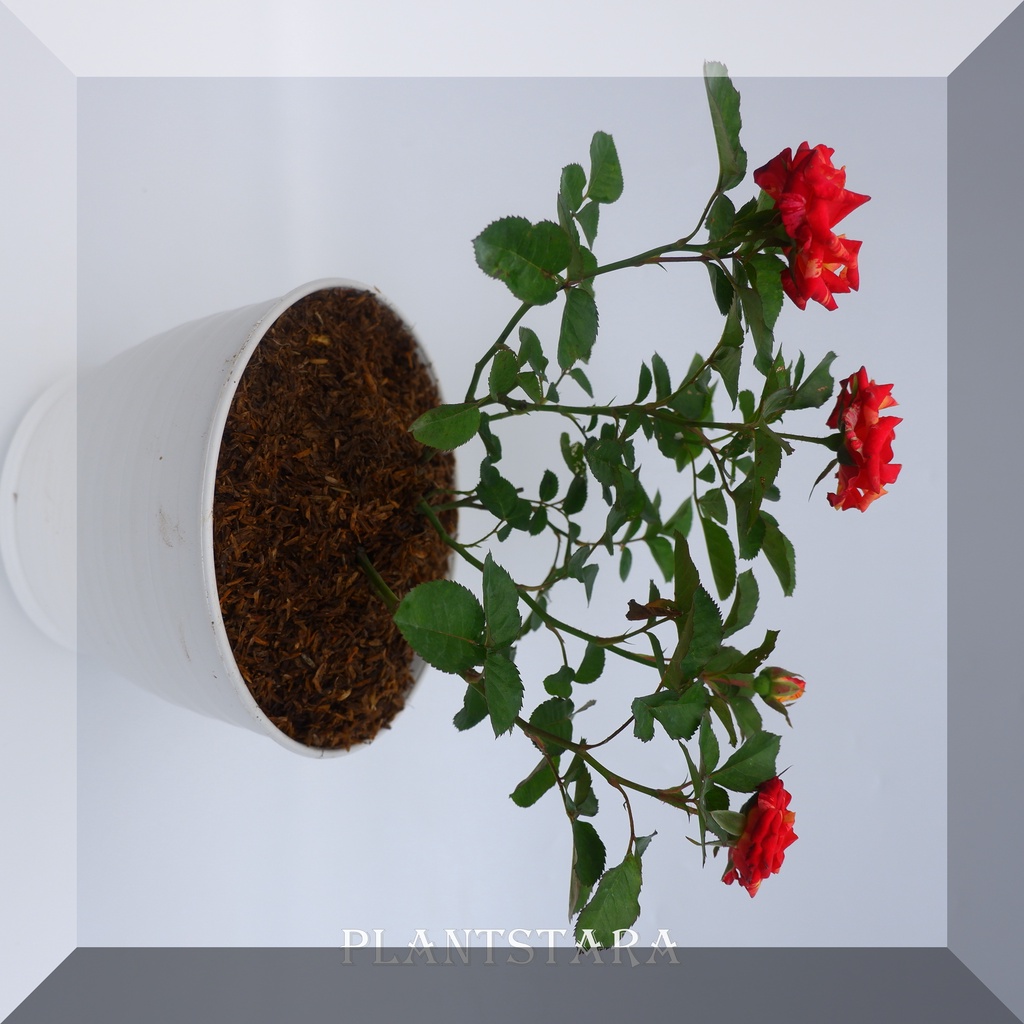 Jual Pohon Bunga Mawar Dobelan Bercabang Rimbun indukan holland ... Jual Pohon Bunga Mawar Dobelan Bercabang Rimbun indukan holland ...