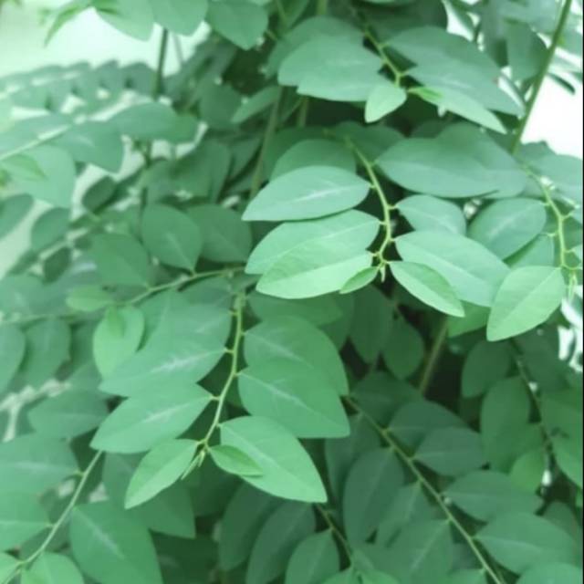 Jual Pohon katuk - Tanaman Herbal Bibit pohon daun katuk | Shopee Indonesia
