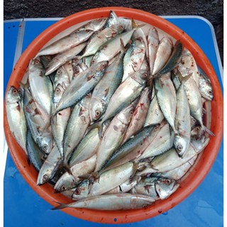 Jual IKAN KEMBUNG BANJAR PREMIUM SEGAR 1KG | Shopee Indonesia