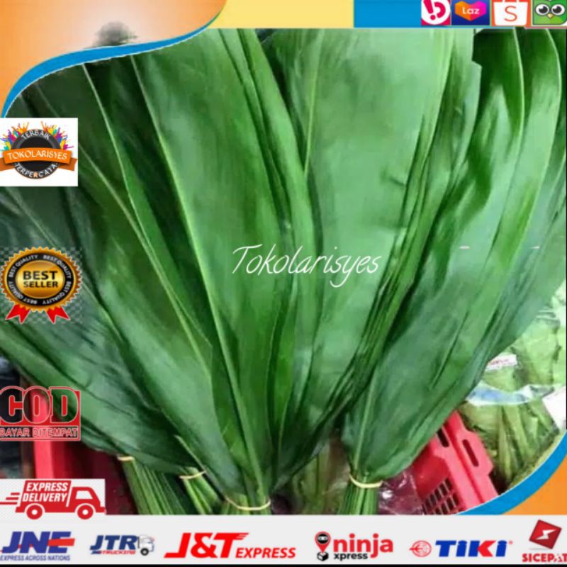 Jual Bahan bungkus bacang/bakcang 1kg daun hanjuang/hanyuang/andong ...