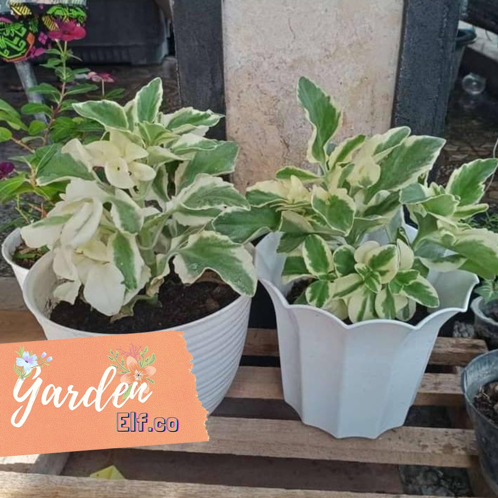 Jual Tanaman Cocor Bebek Variegata Bunga Hias Cocor Bebek Varigata ...