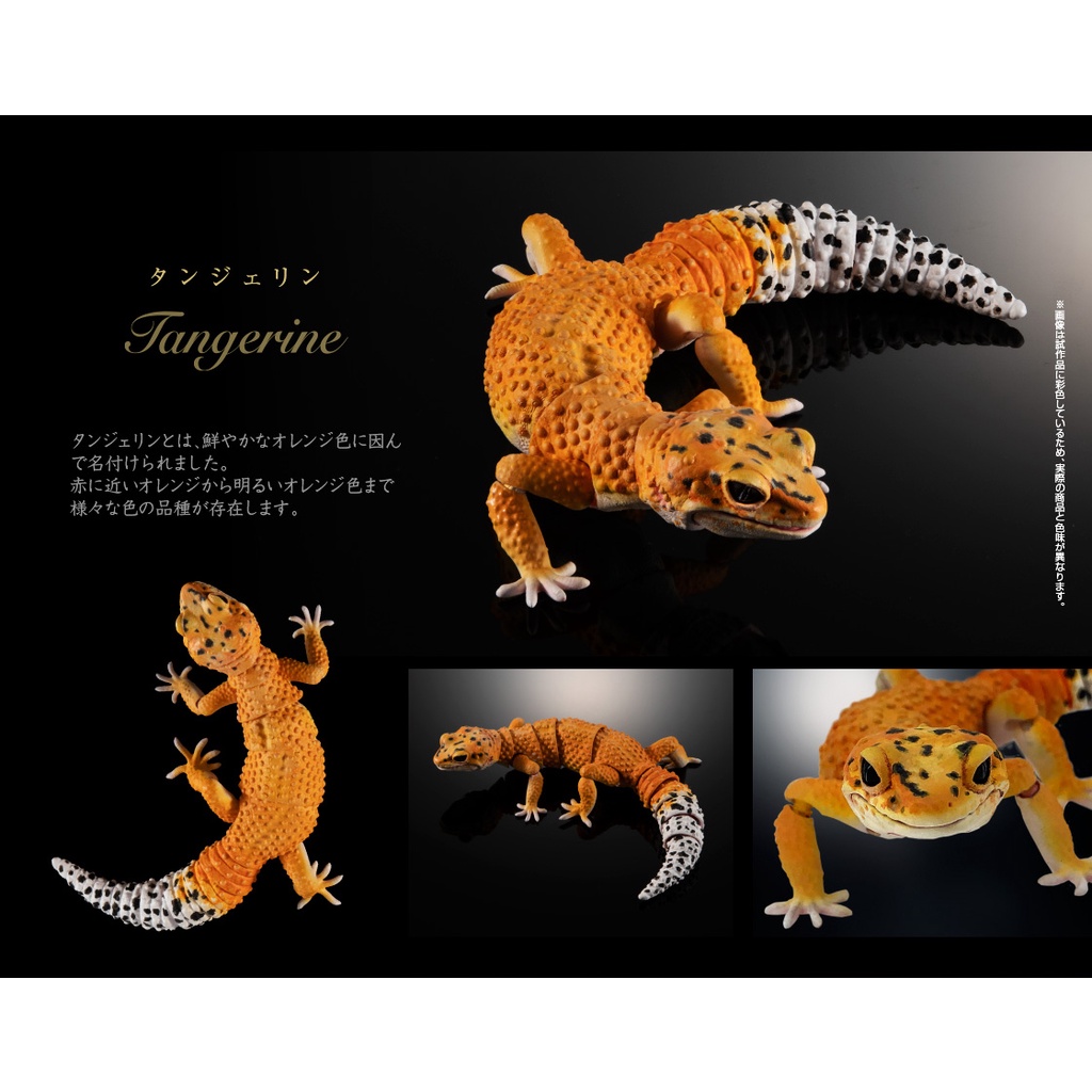Jual Leopard Gecko Tangerine Ikimono Advance Kadal Dangomushi Kadal ...