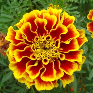 Jual kembang telekan Harga Terbaik & Termurah September 2022 | Shopee ...