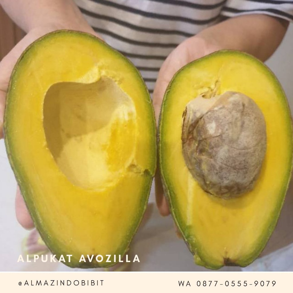 Jual BIBIT ALPUKAT AVOZILLA BESAR BUKET | Shopee Indonesia