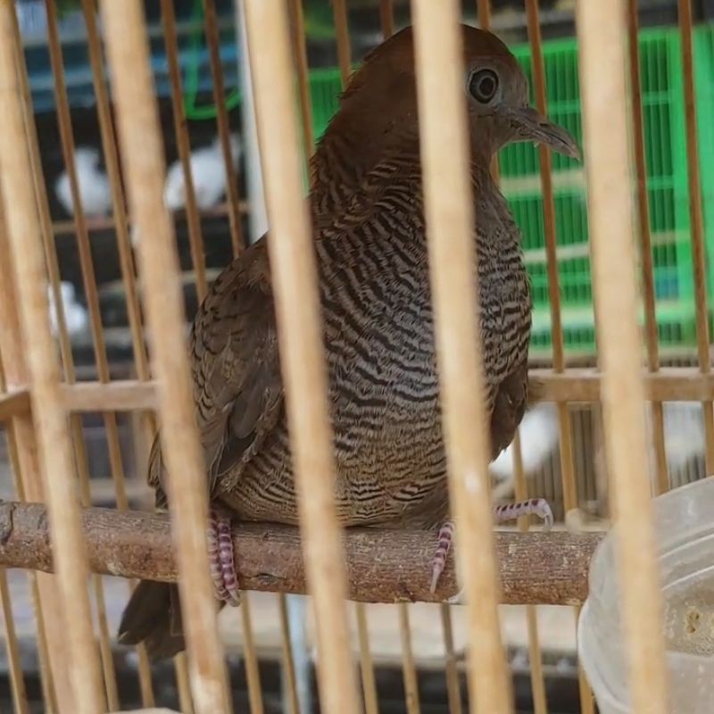 Jual BURUNG PERKUTUT MAJAPAHIT JANTAN | Shopee Indonesia