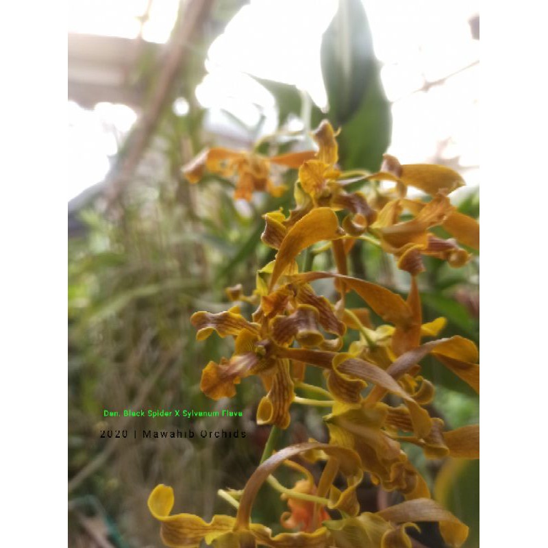 Jual Anggrek Dendrobium Black Spider X Sylvanum Flava | Shopee Indonesia