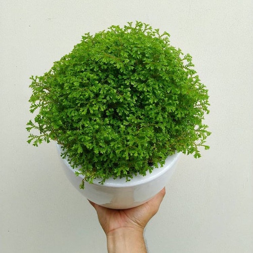 Jual Bunga LUMUT AMBON - Tanaman Hias Hidup Ande Ande Lumut - Tanaman ...