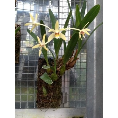 Jual Bibit Tanaman Anggrek Hutan Jenis epigenium tricolor | Shopee ...