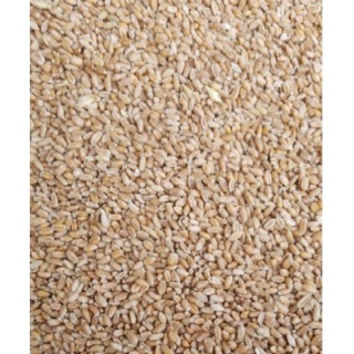 Jual Biji Gandum untuk pakan ternak (Harga per kg) | Shopee Indonesia