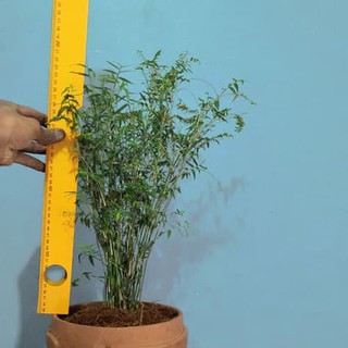 Jual Tanaman hias bambu mini micro / sasa pygmaea bamboo dwarf TANAMAN ...