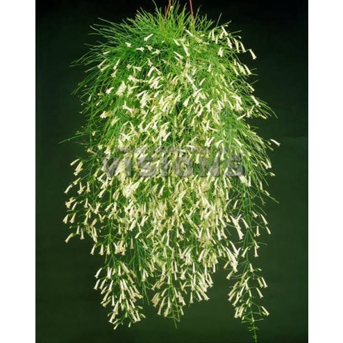 Jual Tanaman Bunga Air Mancur Bunga Putih / Pohon Bunga Air Mancur ...