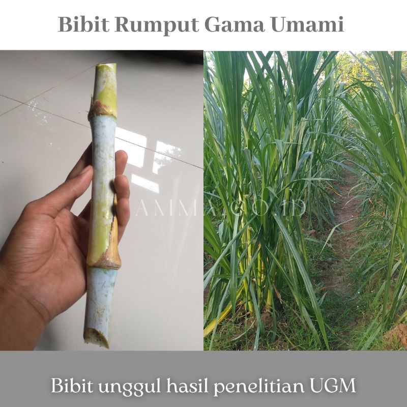 Jual bibit rumput gama umami hijauan pakan ternak berkualitas | Shopee ...