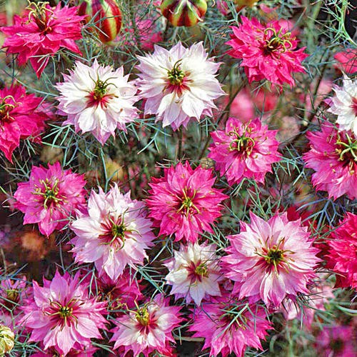 Jual Biji Benih Bunga Love in a Mist Nigella damascena Jintan Hitam ...