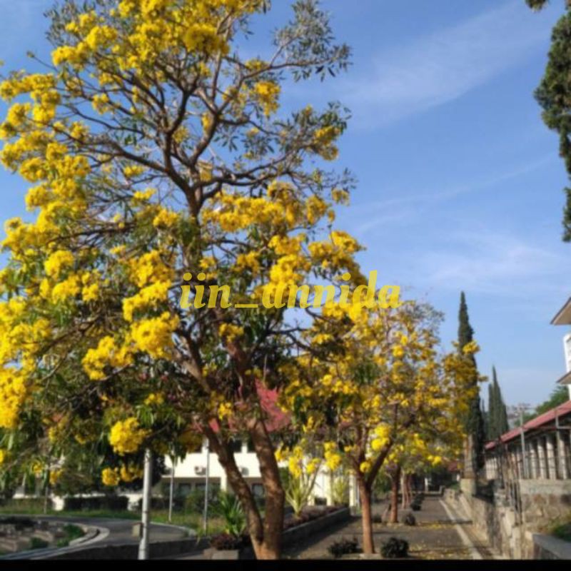 Jual Bibit bunga tabebuya kuning bunga tabepuya puya - ACTIV WISATA ...