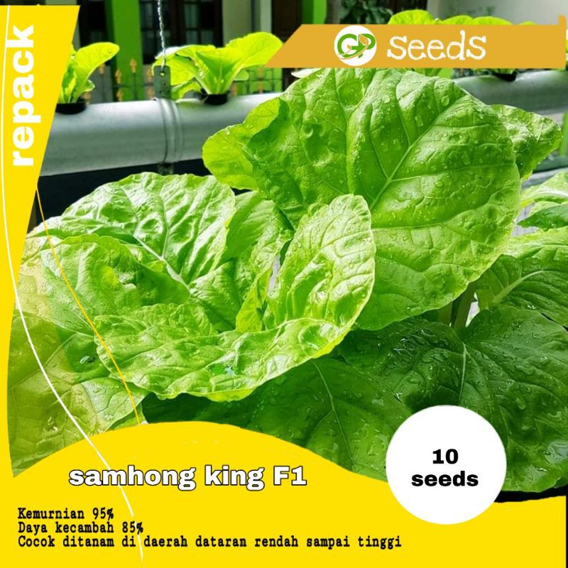 Jual benih sawi samhong king f1 | benih sayuran | benih tanaman | benih ...