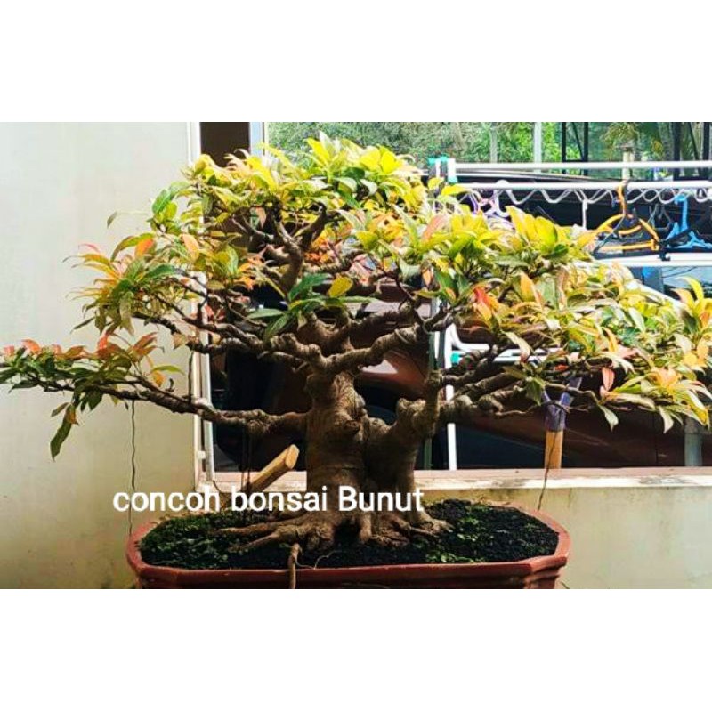 Jual bibit cuting stek tanaman bunut atau larasati tanaman bonsai setek ...