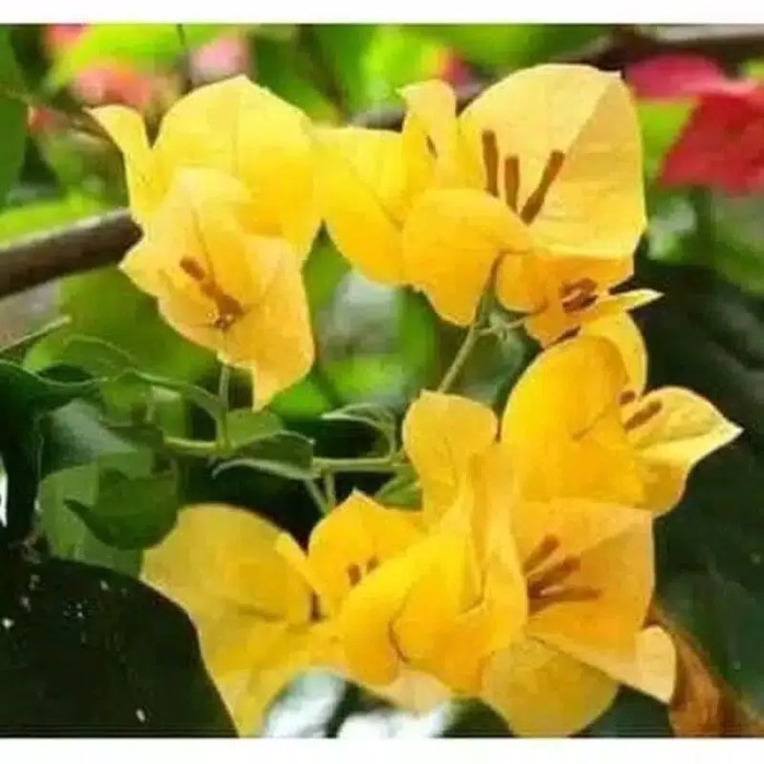 Jual TANAMAN HIAS BOUGAINVILLE KUNING/ BIBIT TANAMAN HIAS BOUGENVILLE ...