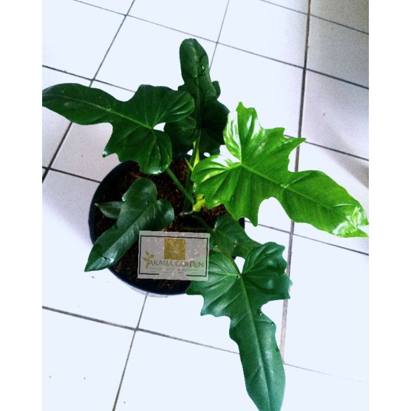 Jual Tanaman Hias Philo dragon (varigata,bereca golden) | Shopee Indonesia