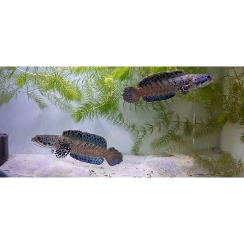 Jual Channa Orna Yellow Lips Full Dot Grade A (Rare Series) | Shopee ...
