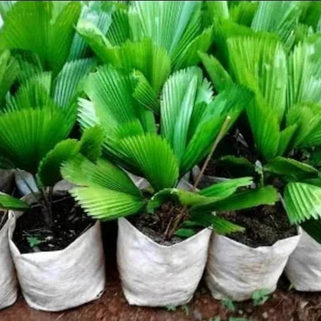 Jual Tanaman Hias Palem Kipas - Pohon Palm Kol | Shopee Indonesia