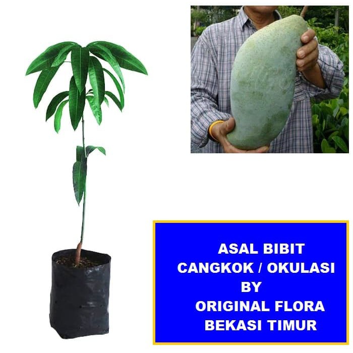 Jual jual Bibit Mangga Mahathir Pohon Mangga Bibit Buah Mangga Mahatir ... Jual jual Bibit Mangga Mahathir Pohon Mangga Bibit Buah Mangga Mahatir ...