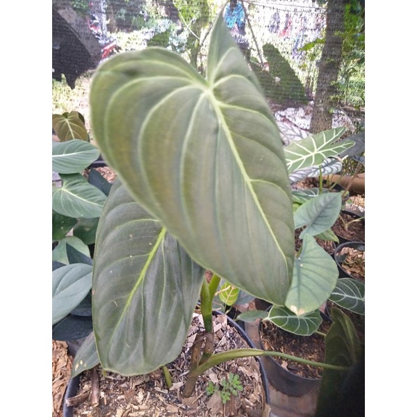 Jual tanaman hias philo melano | Shopee Indonesia