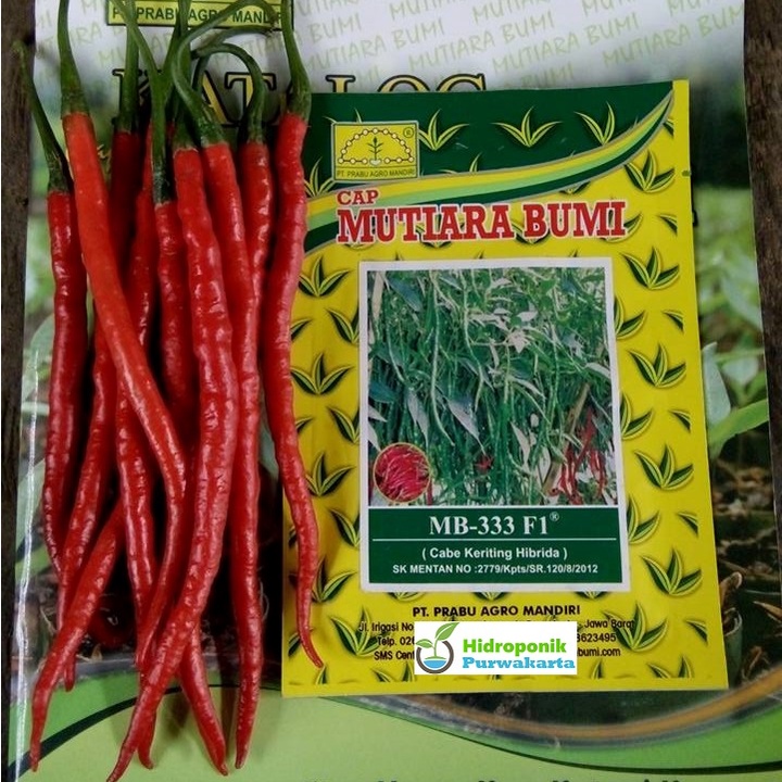 Jual Benih Cabe Cabai Keriting Hibrida MB-333 Cocok Dataran Rendah ...