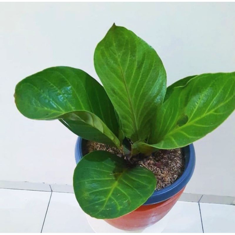 Jual tanaman hias anturium jemani cobra/anturium jemani kobra tanaman hias hidup anturium ...