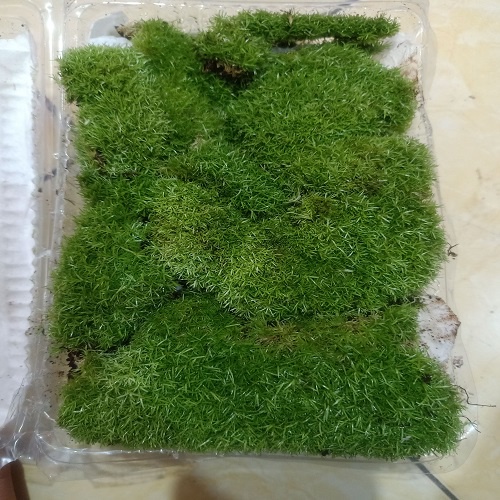 Jual Moss darat/Moss mutiara/Moss spagnum/Moss paludarium, terrarium ...