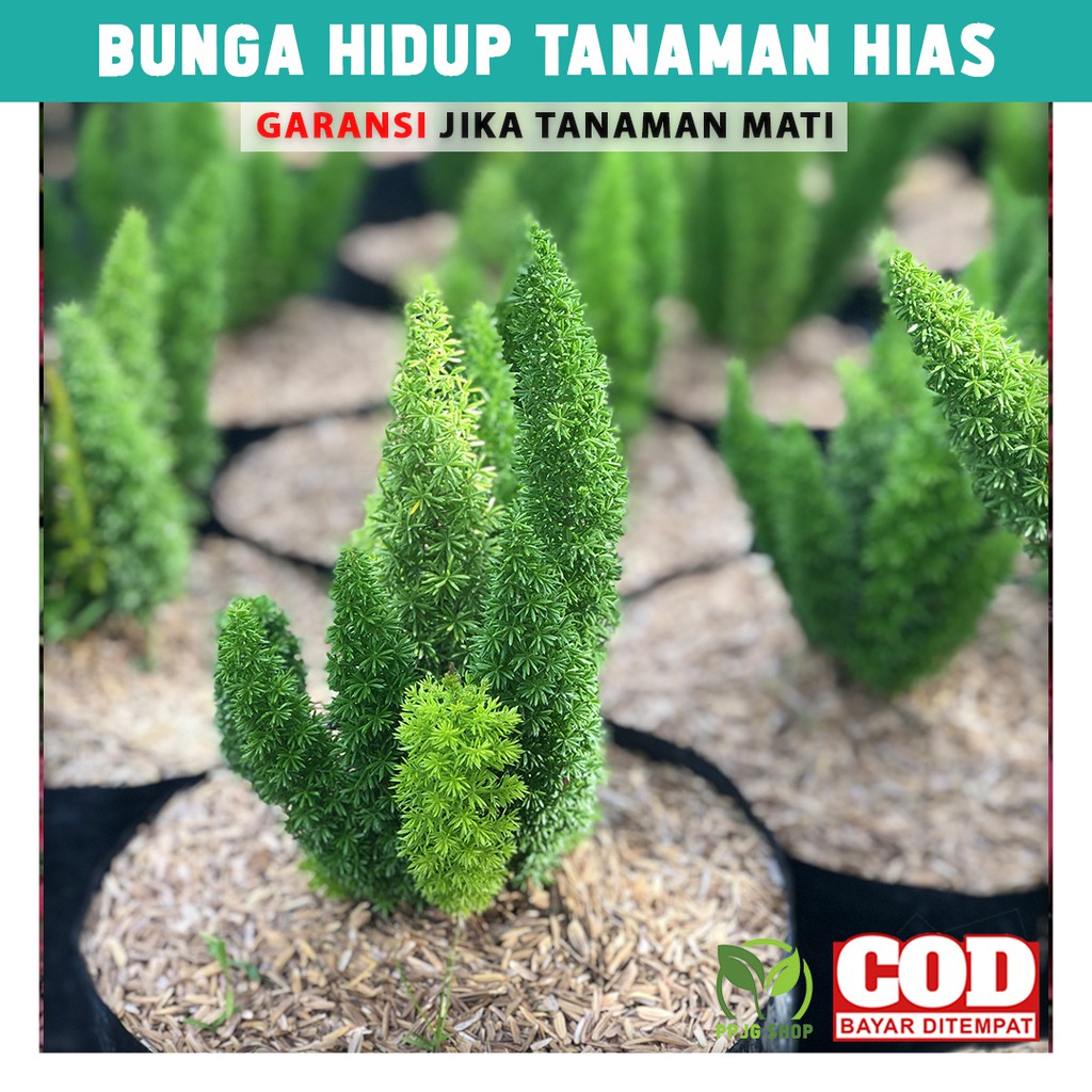 Jual Bunga Hidup Tanaman Hias Mini Ekor Tupai Hiasan Taman Indoor ...
